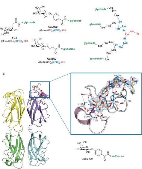 Figure 1 From Structure Based Optimization Of The Terminal Tripeptide