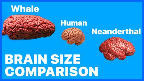 Real Blue Whale Brain