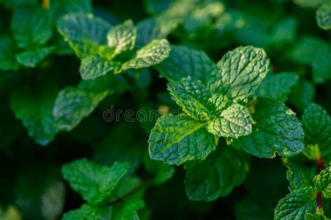 Fresh Green Leaves Of Mint Lemon Balm Peppermint Top View Mint Leaf
