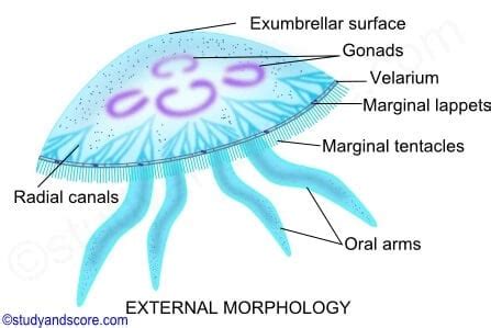 Moon Jellyfish Anatomy Jellyfish Characteristics Habitat Diet
