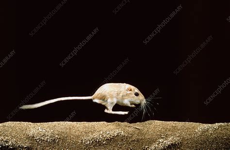 Ords Kangaroo Rat Stock Image Z9180058 Science Photo Library