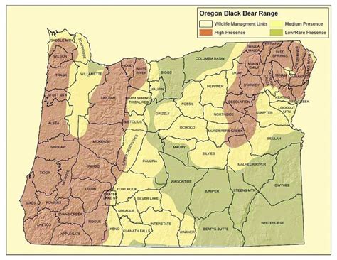 Outdoors Mistaken Identity Knowing Bear Species Most Important Part