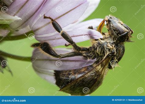 Dead Bee Stock Image Image Of Death Problem Beneficial 42920131