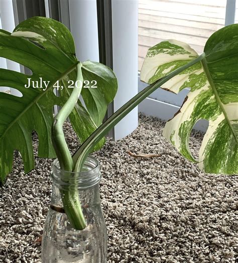 From Stem Rot To Cutting To New Leaf Progress From July To Feb Of