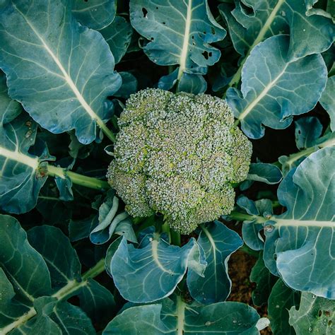 How Tall Can Grow Broccoli Plants