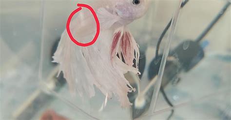 Sick Betta Album On Imgur