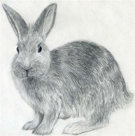 Realistic Rabbit Drawing Tutorial