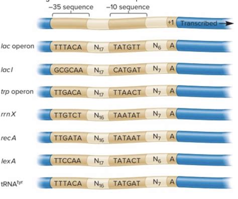 Genetics Exam 3 Mc Flashcards Quizlet