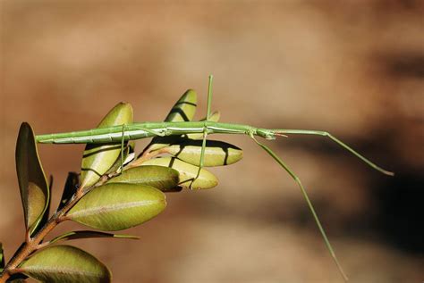 11 Amazing Examples Of Insect Camouflage