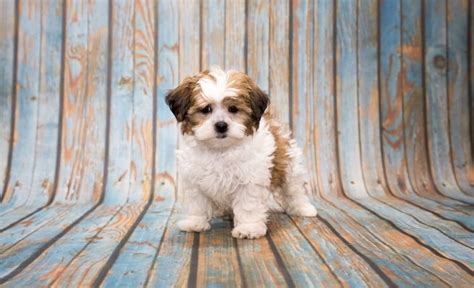 Shih Tzu Poo Puppies Shih Poo Puppies For Sale Greenfield Puppies