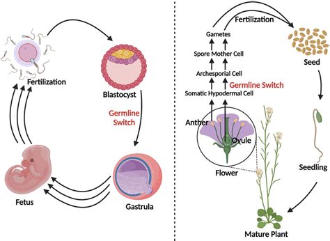 A Schematic Comparison Of Germline Development In Humans Vs Plants Download Scientific