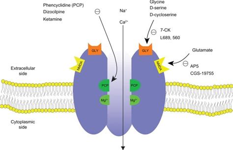 Schematic Diagram Of Nmda Receptor Complex The Nmda Receptor Is An