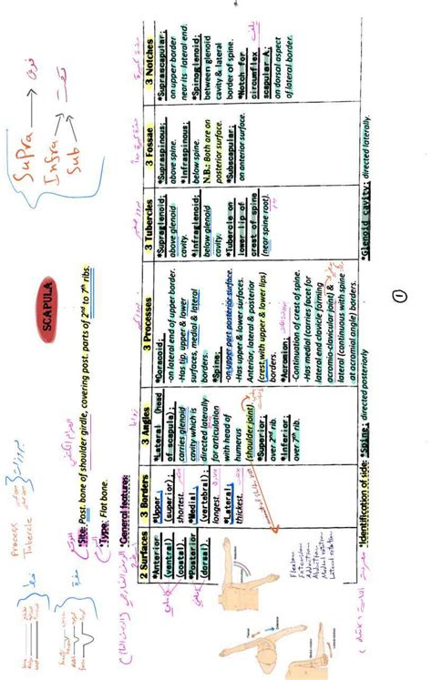Solution Upper Limb Bones Clavicle Scapula Humerus Radius Ulna Carpal Bones Metacarpal Bones
