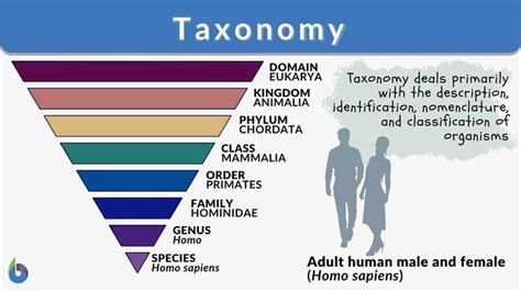 Taxonomy Definition Examples Classification Biology Online Dictionary Taxonomy Biology