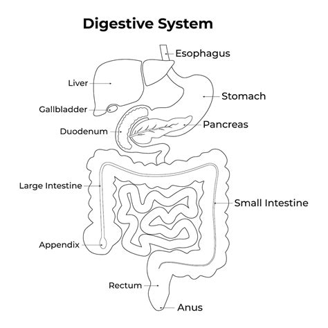 Premium Vector Digestive System Liver Esophagus Stomach Pancreas