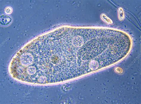 Paramecium Lm Stock Image C040 3872 Science Photo Library