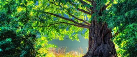 Ultra Wide 4k Wallpapers 4k Hd Backgrounds On Wallpaperbat