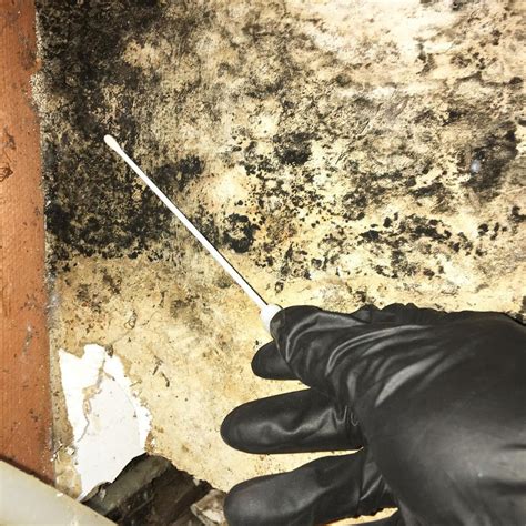 How Mold Can Affect The Value Of Your Property Guaranteed Property