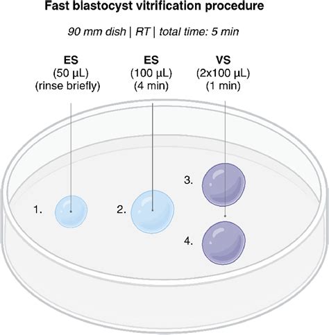 Shorter Protocols For Vitrification And Post Warming Dilution Of Human
