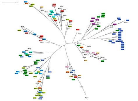 A Tree Of 18 Ccs Creoles And 147 Wals Languages With 10 Binary Features