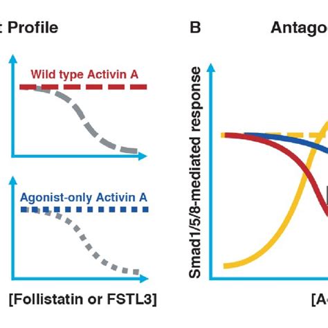 Conceptual Framework For Designing Agonist Only Activin A Muteins