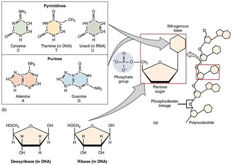 Deoxyribose Molecular Structure