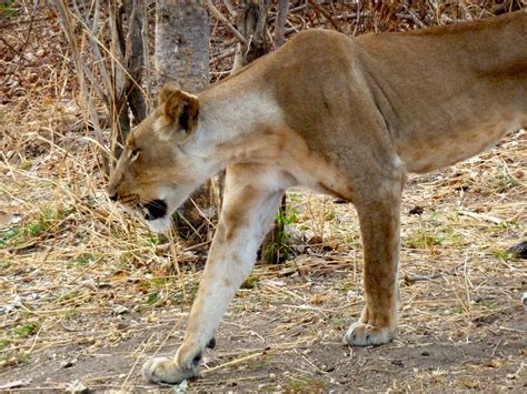 Lion Prowling Naked Faris Flickr