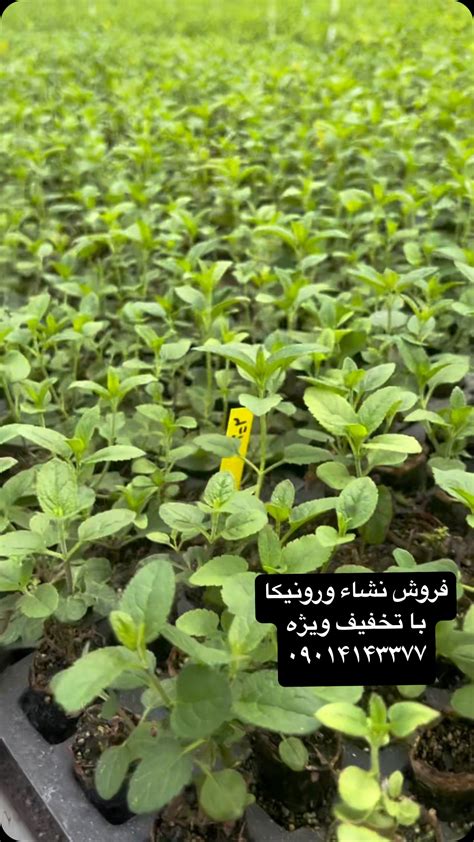 ‎شرکت گل و گیاه خاورمیانه‎ Middleeastflowers • Instagram Photos And Videos