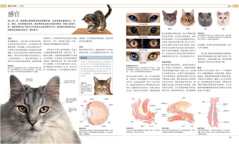 Dk猫百科精装家庭珍藏大系了解猫的便知道人类文化的过去对待猫的态度实际是对待我们自己一部猫百科猫百科全书养猫书籍 虎窝淘