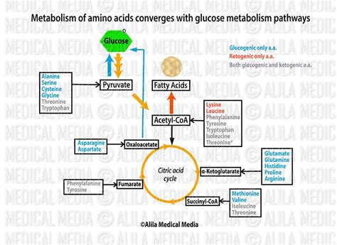 Alila Medical Media Amino Acid And Glucose Metabolism Pathway