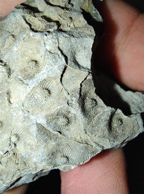 What Is This Fossil Was Given To Me Location Unknown Rfossils