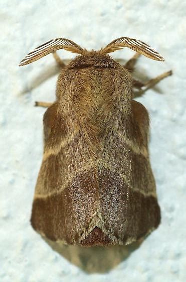 Moth On Exterior Wall Malacosoma Americana Bugguidenet