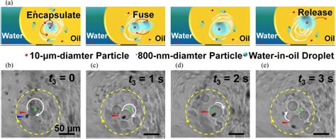 A Schematics Of The Size Selective Encapsulation Of Particles During