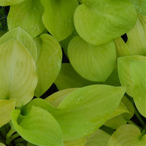 Lime Hosta Panhandle Palm And Rock
