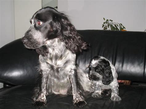 A Comprehensive Guide To Blue Roan Cocker Spaniels Easy Spaniel Training