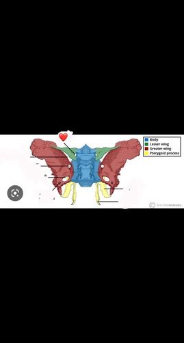 Sphenoid Bone Flashcards Quizlet