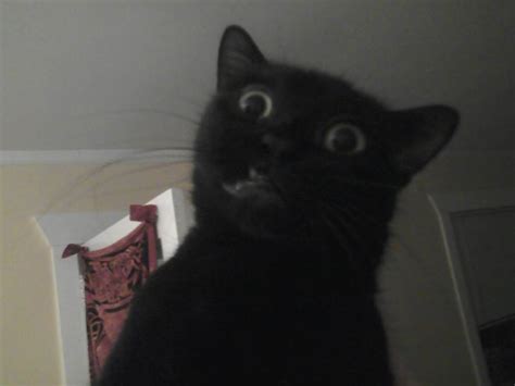 Wtf Meme Templates Imgflip