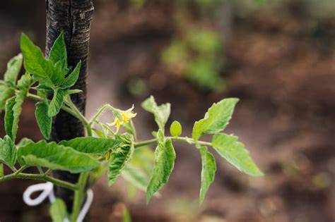 Nut Plant Photos Download Free High Quality Pictures Freepik