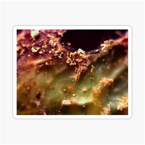 Moss 9 Sticker For Sale By Microscope Art Redbubble
