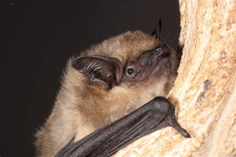 This Bat Uses Its Penis As An Arm During Sex And Can Go For 12 Hours