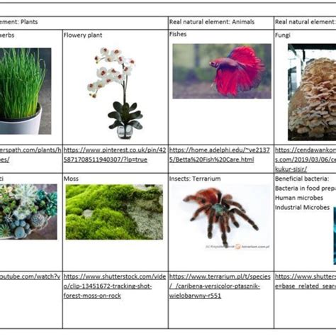 Examples Of Artificial And Real Biological Materials Used In The Survey