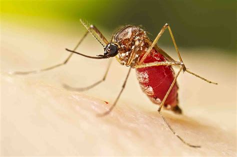 01 Aedes Aegypti Mosquito Español