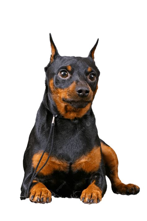 Gambar Zwerg Png Vektor Psd Dan Clipart Dengan Background Transparan