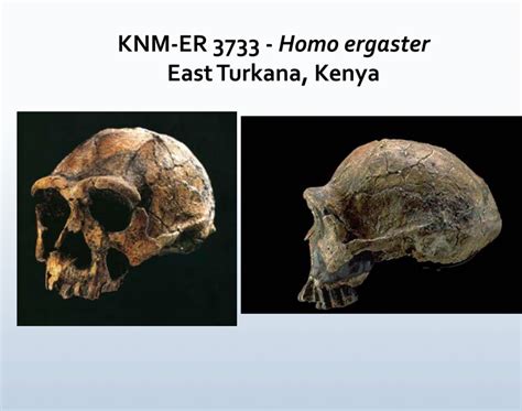 Homo Ergaster African H Erectus 1 8 Mya Diagram Quizlet