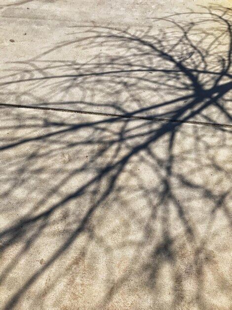 90000 Roots Shadow Pictures
