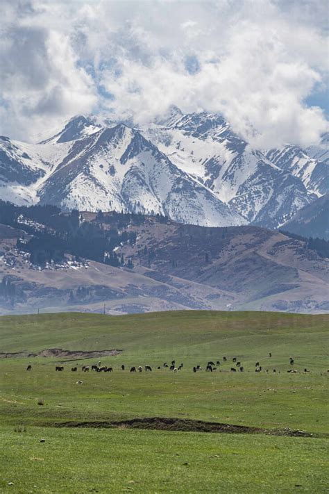 Cow Herd In Front Of The Kolsay Lakes National Park Tian Shan