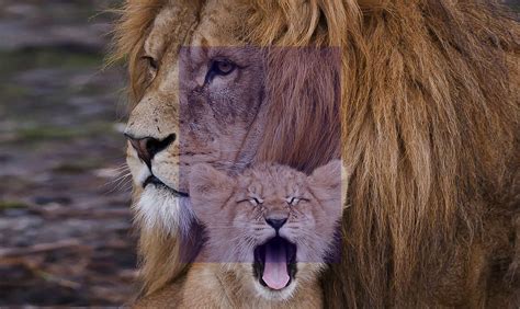 مجموعه ای از تعابیر مختلف در باب دیدن شیر جنگل در خواب جسارت