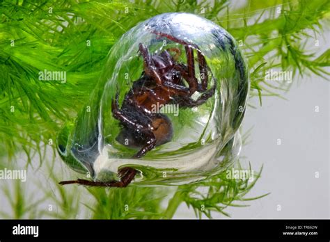 Diving Bell Spider Video At Pearline Beard Blog