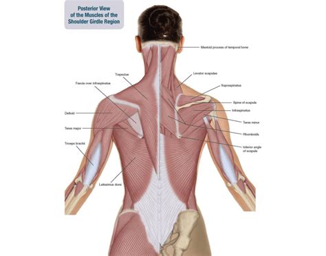 Posterior Shoulder Girdle Muscles — Printable Worksheet