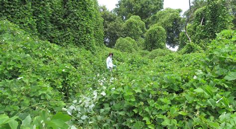 Kudzu The Invasive Vine That Ate The South